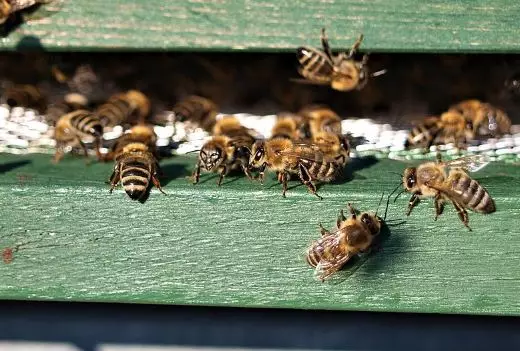 Yanzu Kasuwar Kudan zuma Ta Zama Zinare Baƙin Kasuwar A California