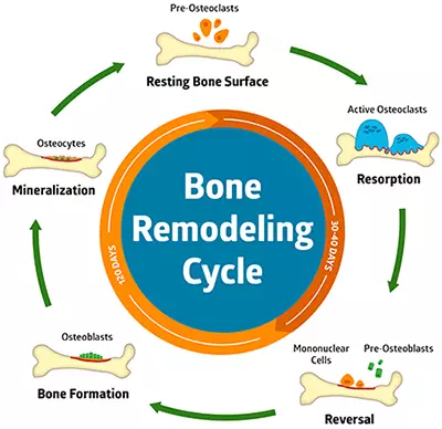 Pre-Osteoklastlar İstirahət edən Sümük Səthi Aktiv Osteoklastlar Osteositlər Sümük Rezorbsiya Mineralizasiya Remodeling Dövrü Q Osteoblastlar Mononuklear Pre-Osteo