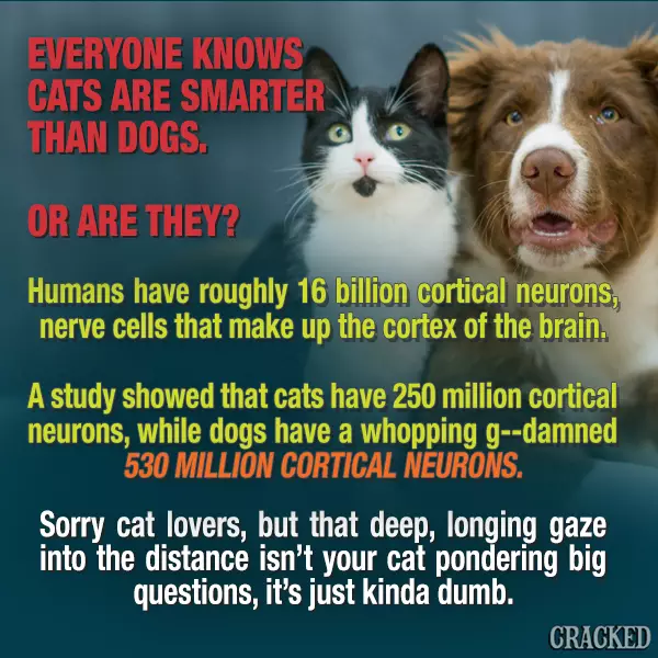 ANG TANAN NAHIBALO NGA ANG IRING MAS MATALO PA SA IRO. O SILA BA? Ang mga tawo adunay halos 16 bilyon nga cortical neuron, mga selula sa nerbiyos nga naglangkob sa cortex sa br