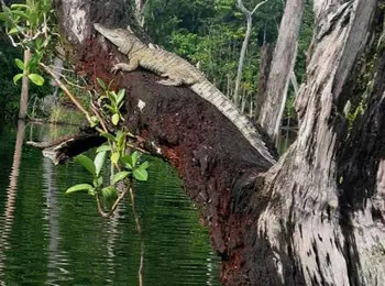 5টি ভয়ঙ্কর জিনিস যা আপনি বিশ্বাস করবেন না প্রাণীরা শিখছে