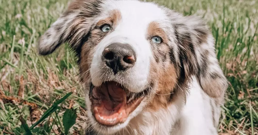 Após o Super Bowl do ano passado, cem famílias ganharam cães de graça