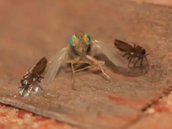 6 התחפושות החמקניות ביותר בממלכת החיות