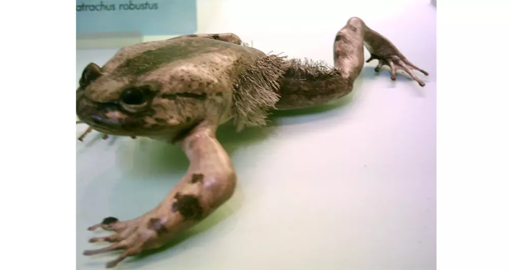 Mutum mai gashi mai taksi (Trichobatrachus robustus) a gidan tarihi na tarihin halitta a London, Ingila.