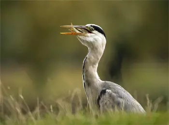 5 Më shumë mënyra rrëqethëse se si kafshët kanë zotëruar kontrollin e mendjes