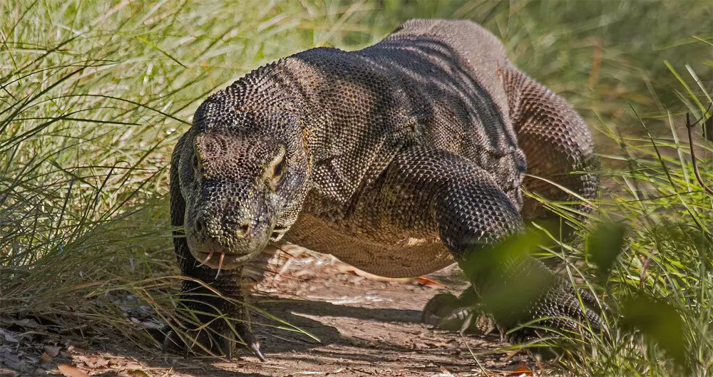 5 animais que podem fazer o impossível