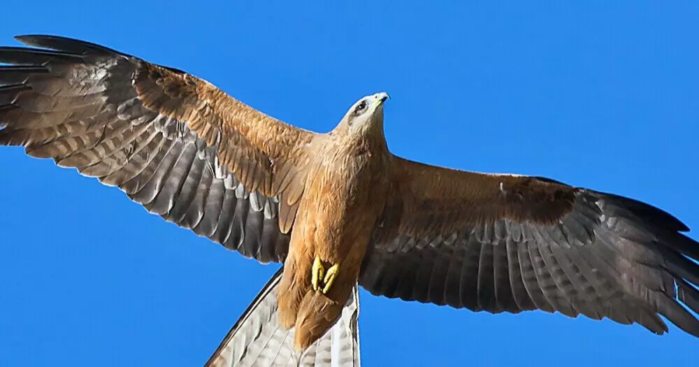 Burung Australia Terus Melakukan Pembakaran