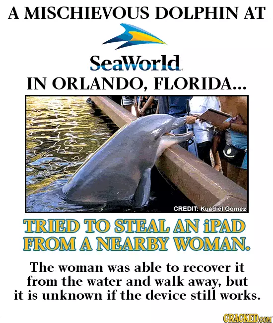 Il delfino di SeaWorld si afferra un iPad