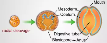 Mezoderm u ustima. Radijalni cijepanje coeluma Digestivna cijev Blastopore. Anus