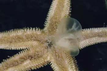 6 gruwelijke donkere kanten van wezens waarvan je denkt dat ze schattig zijn