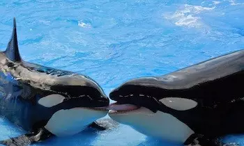 The Time Killer Whales Teamed Up With Whale Killers 1631_1