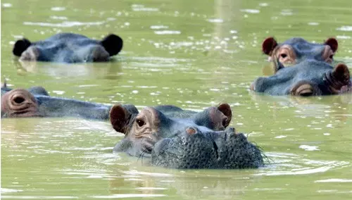 Colombia muaj teeb meem Hippo loj ua tsaug rau Pablo Escobar | Pablo Escobar's Hippos