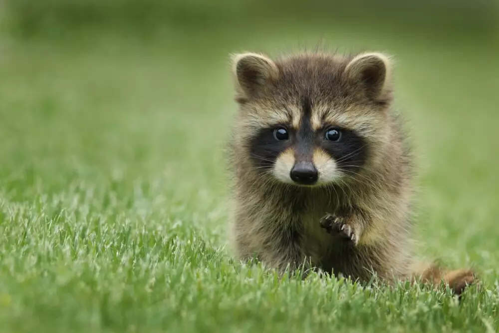 Cute raccoon - Momwe Zithunzi Zokongola Zanyama Zimathandizira Kufalitsa Zolakwika Zapaintaneti