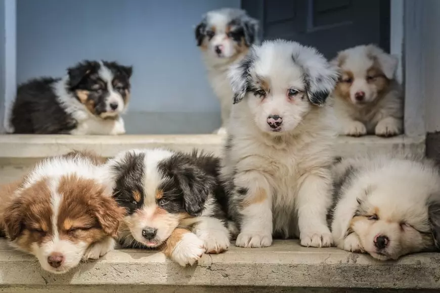 sekumpulan anak anjing - Bagaimana Gambar Haiwan Comel Membantu Menyebarkan Maklumat Salah Dalam Talian