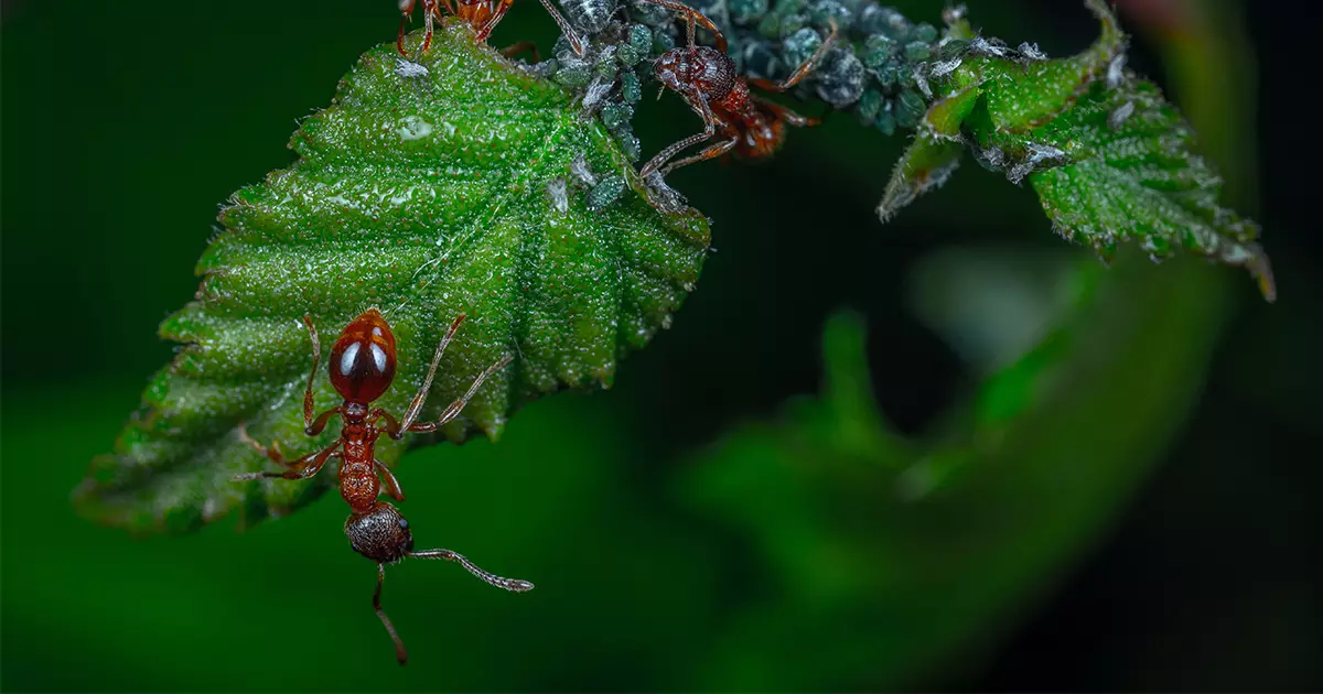 Biratangaje Ingamba za Gisirikare Zikoreshwa na Bugs