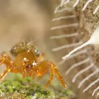 5 μικροσκοπικά ζώα που αξίζουν τη δική τους ταινία τρόμου