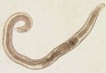 5 Teruraj Insektoj Kiu Povas Ŝteliri Vian Korpon