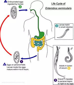 Embriaj eonoj Ciklo ingestita de homa Vivo de 2 Enterobius vermicularis Larvoj malamas 3 en malgranda intestoe O+ S d Ovoj sur perianalaj faldoj Plenkreskuloj en Au