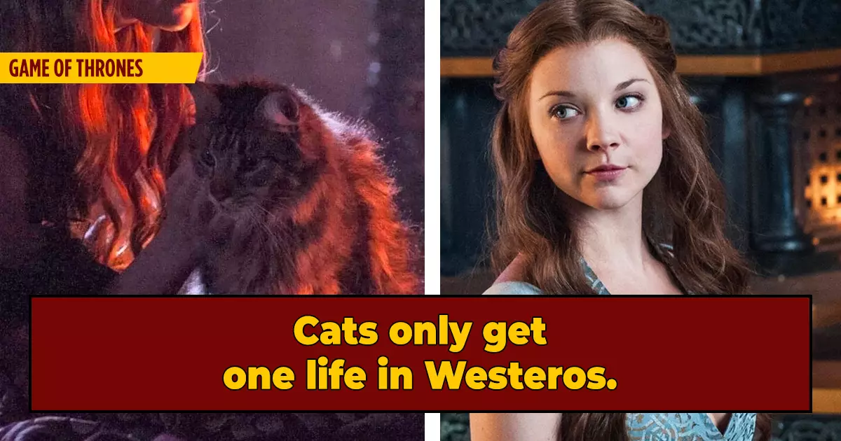 Den mest hatade stjärnan på "Game of Thrones"-uppsättningen? Katten.