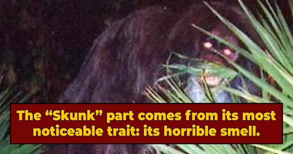 The 'Skunk Ape' ni The Florida Eniyan ti Cryptids