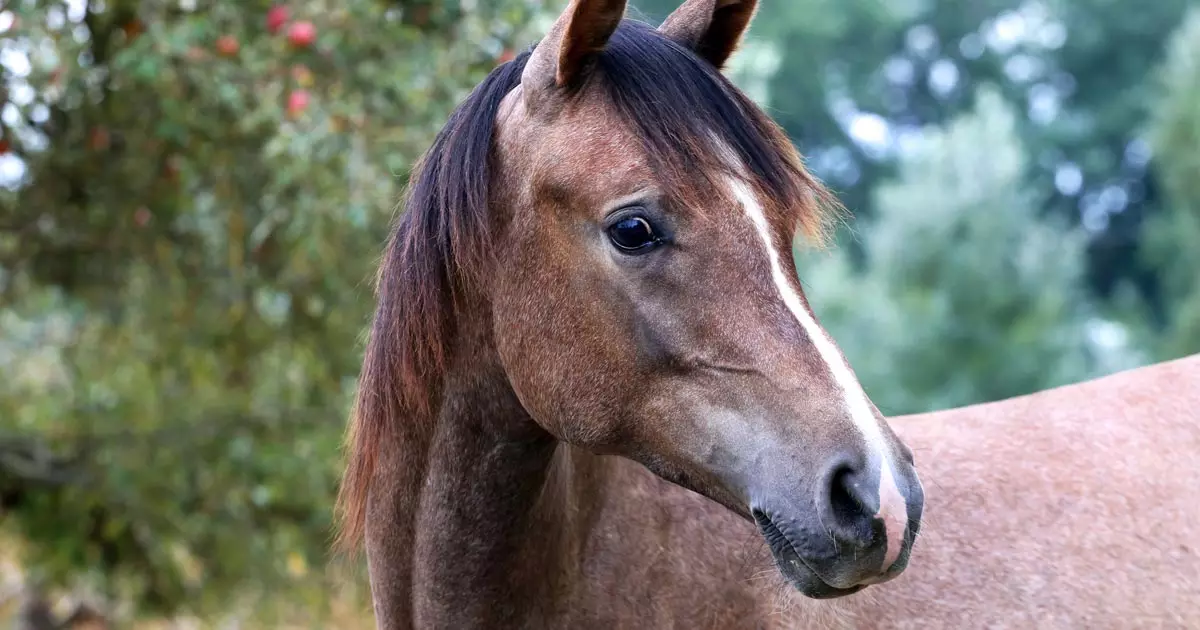 Nalane ea Lekunutu ea Seqhomane sa Horse Butt sa Fora