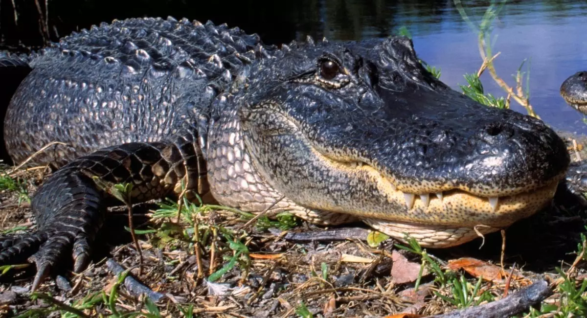 7 Badass Animals prezidentai laikomi naminiais gyvūnais