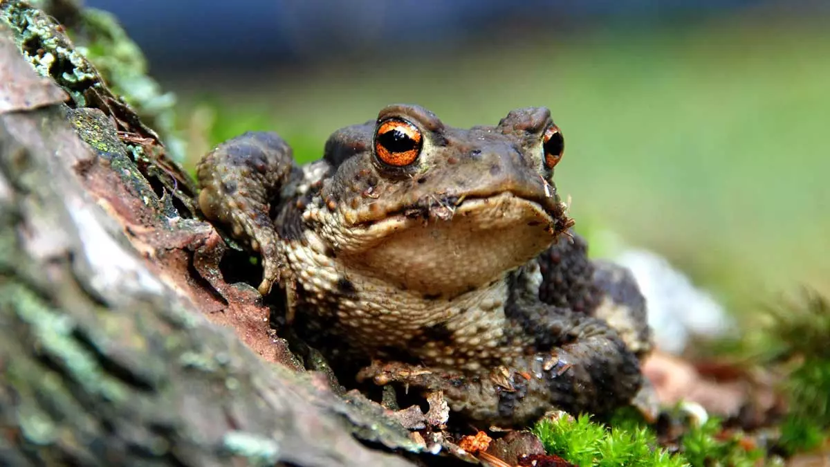 O le tagata fai ata mataga o Nacho Vidal ua pu'e fa'apagota mo le pu'eata 'ona ma le psychedelic toad venom.