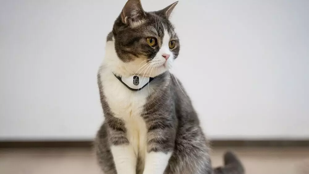 Krij dyn kat út dyn hier mei dizze Amusing Collar