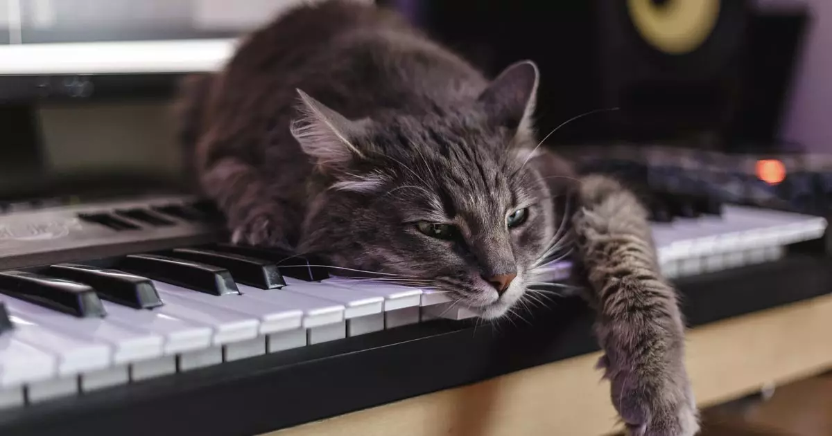 Sim, alguém uma vez pensou que um piano de gato era uma boa ideia