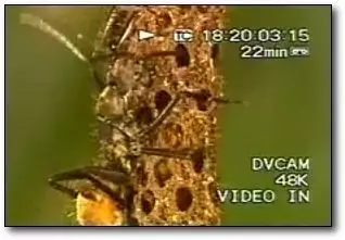 TC 18-2003-15 22నిమి DVCAM 48K వీడియో ఇన్