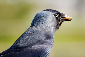 5 šokeerivalt loomingulist viisi, kuidas loomad meie prügi kasutavad