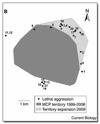 B A N 19 8 S 3.4 9 20 16 11.12 17 18 15 13 10 21 14 Смртоносна агресија 1 km MCP територија 1999-2008 VT Територија проширување 2009 Тековна биологија