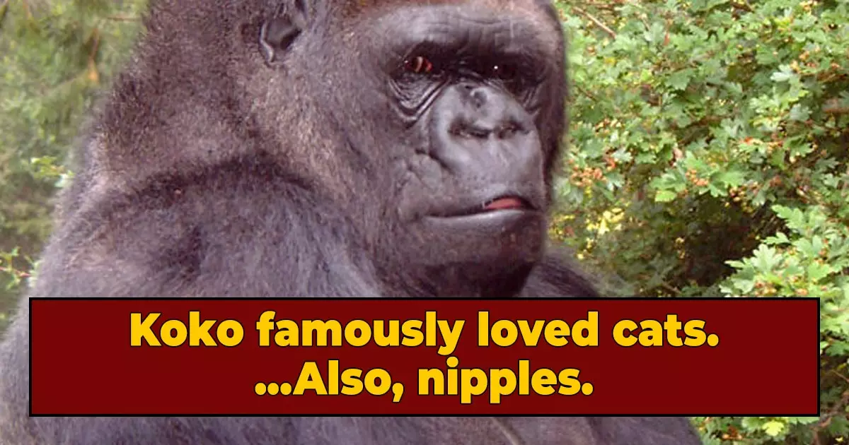 Den bisarra bröstvårtans besatthet av Koko Gorilla