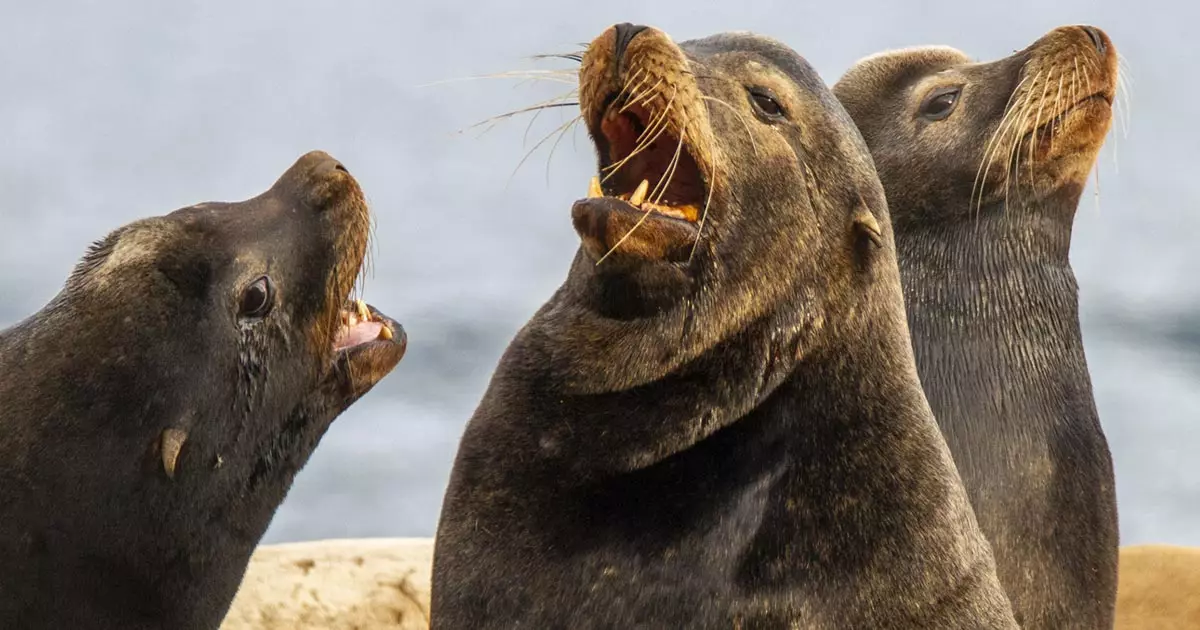 Sea Lions Commandeer Ship, κηρύξτε τον πόλεμο στην ανθρωπότητα