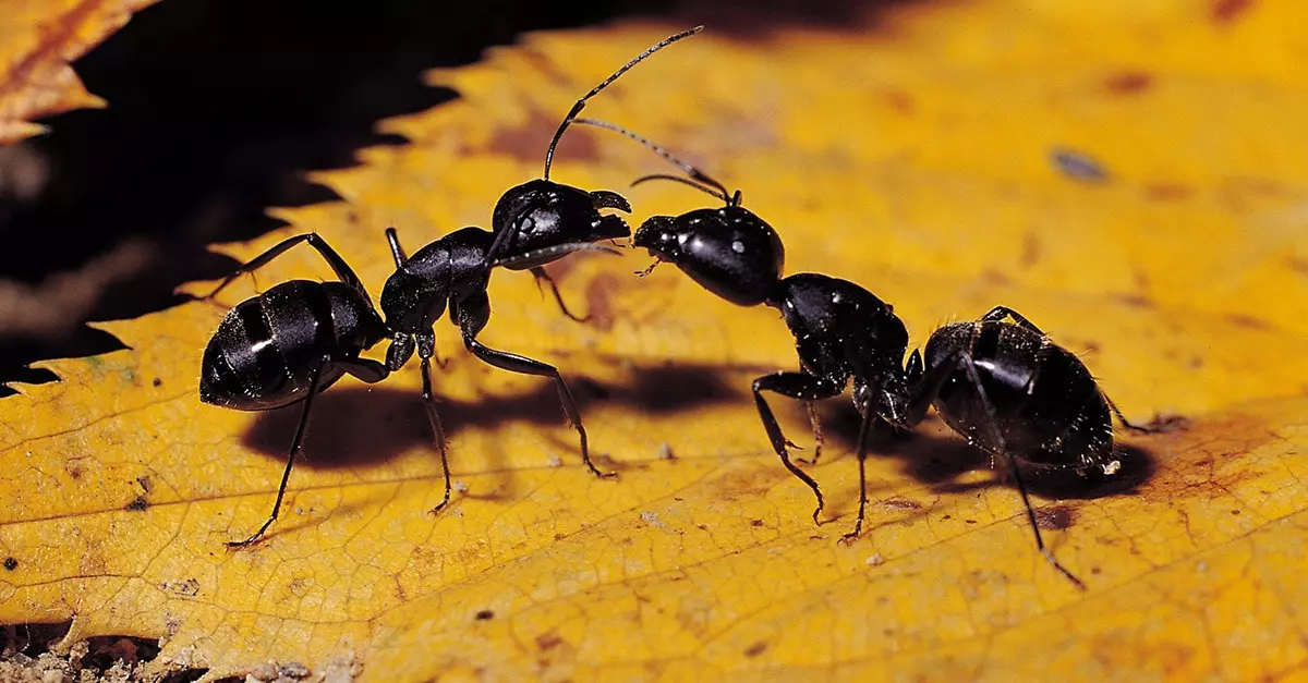 7 Yog vim li cas Ants Yuav Tau Txais Lub Ntiaj Teb