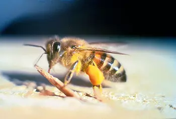 日常の生き物が主演する6つの悪夢のような動物の攻撃 3060_2