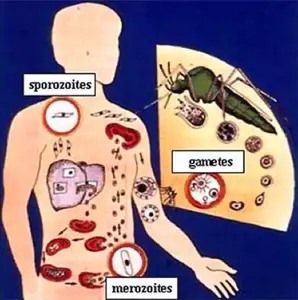 sporozoites 배우자 merozoites