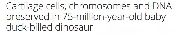 Ang mga cartilage cell, chromosome ug DNA gipreserbar sa 75-million-year-old baby duck-billed dinosaur