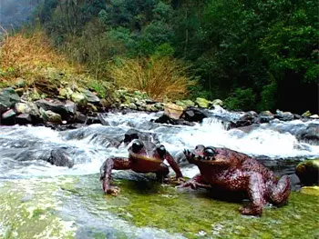 5 gyvūnai, kurie atrodo kaip animaciniai filmai (kol jie tave nužudys)