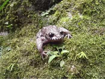 5 gyvūnai, kurie atrodo kaip animaciniai filmai (kol jie tave nužudys)