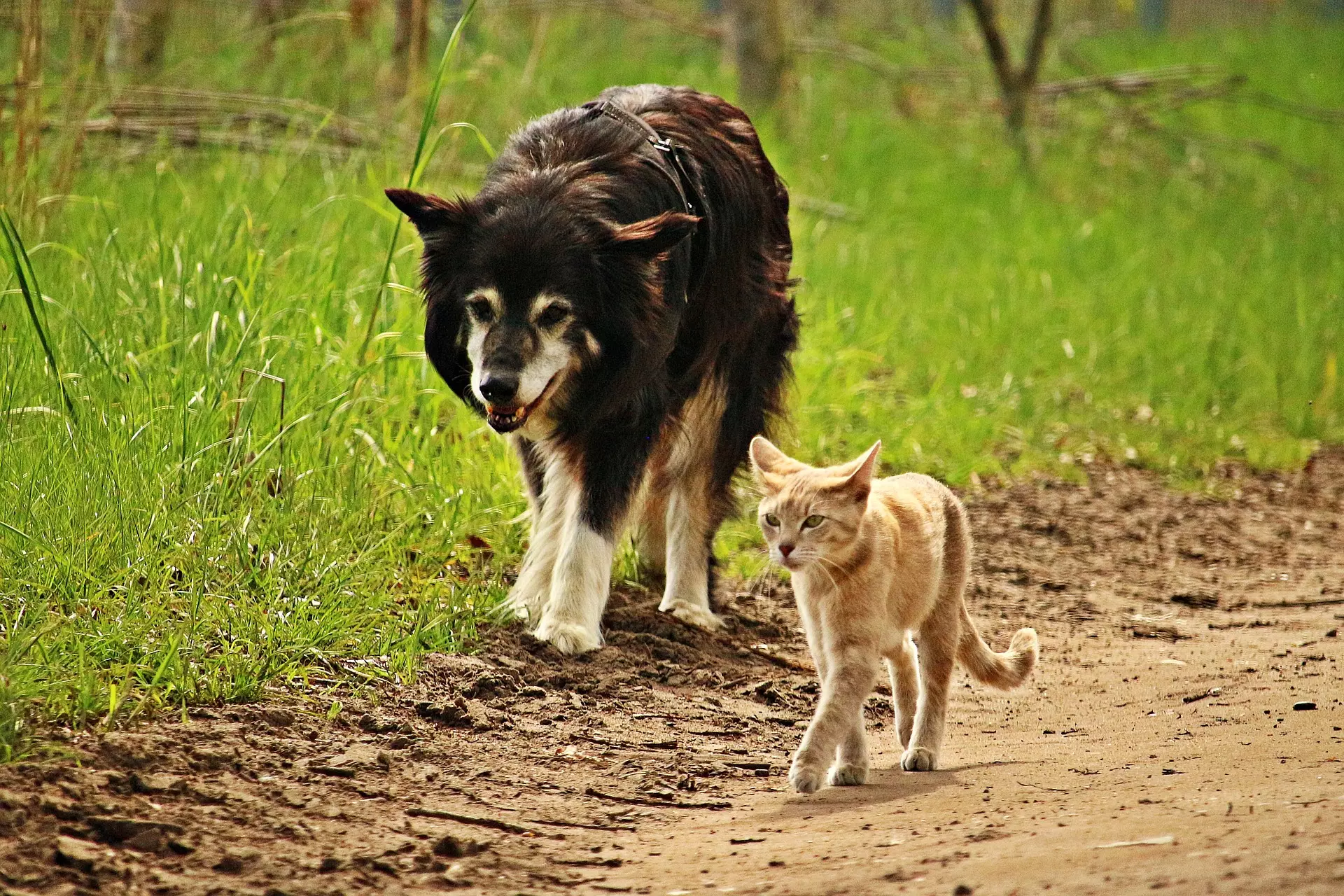 5 Cúiseanna An Cogadh Idir Madra agus Cat Caithfidh Daoine Stopadh