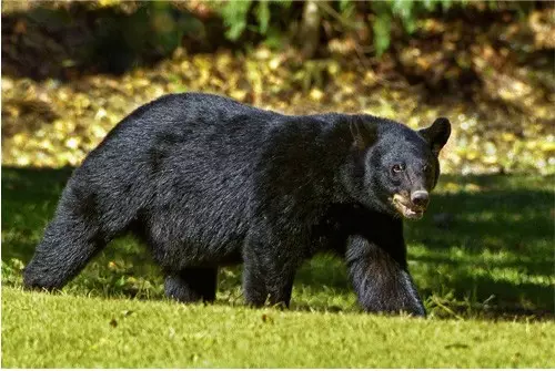 Das libertäre „Utopia“ in New Hampshire wurde von Bären überrannt 6021_2