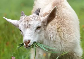 Quer o melhor emprego do século 21? Aprenda a pastorear cabras