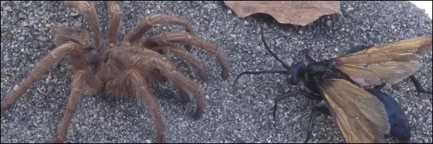 6 Mhuka Dzinouraya Nature's Scaryest Zvisikwa Kunakidzwa