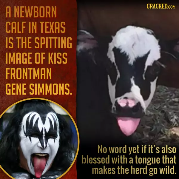 Mhuru Ichangoberekwa MUTEXAS MUFANANIDZO WOKUMIRIRA WEKISS FRONTMAN GENE SIMMONS. Hapana kana shoko kana rakakomborerwawo nerurimi runoita kuti mombe dziende