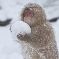 5 animaux qui se sont enseignés des compétences étrangement humaines