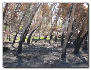 8 lucruri pe care nu o să crezi că plantele le fac atunci când nimeni nu se uită