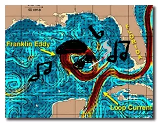 - crnb Frankin Eddy J Loop Curens