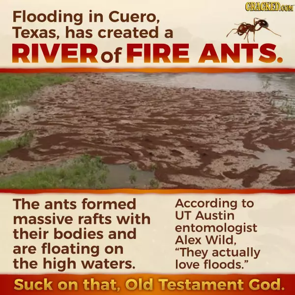 CRACKEDOON A inundação em Cuero, Texas, criou um RIO de FORMIGAS DE FOGO. As formigas se formaram De acordo com jangadas maciças com o entomologista da UT Austin, seu bo