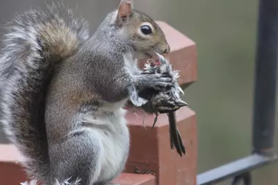 5 Horrors of Nature Happening In Your Backyard (Op dit stuit)