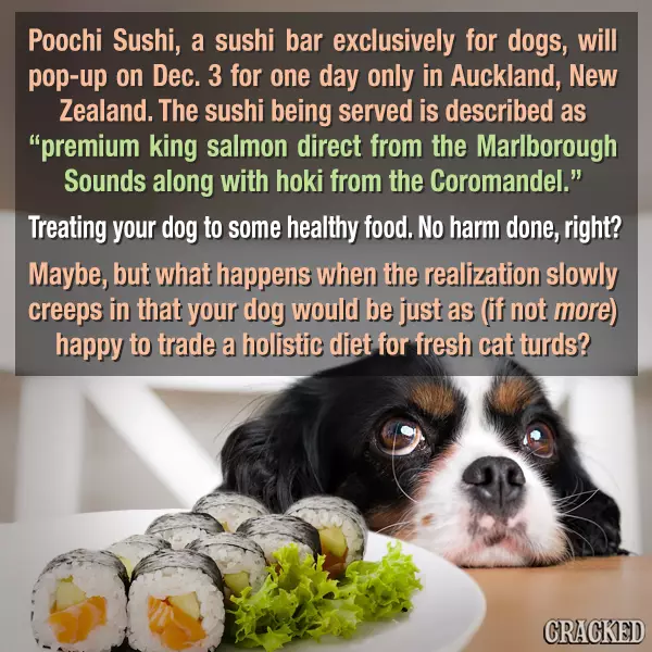 Poochi Sushi, një bar sushi ekskluzivisht për qentë, do të shfaqet më 3 dhjetor vetëm për një ditë në Auckland, Zelanda e Re. Sushi që shërbehet përshkruhet a